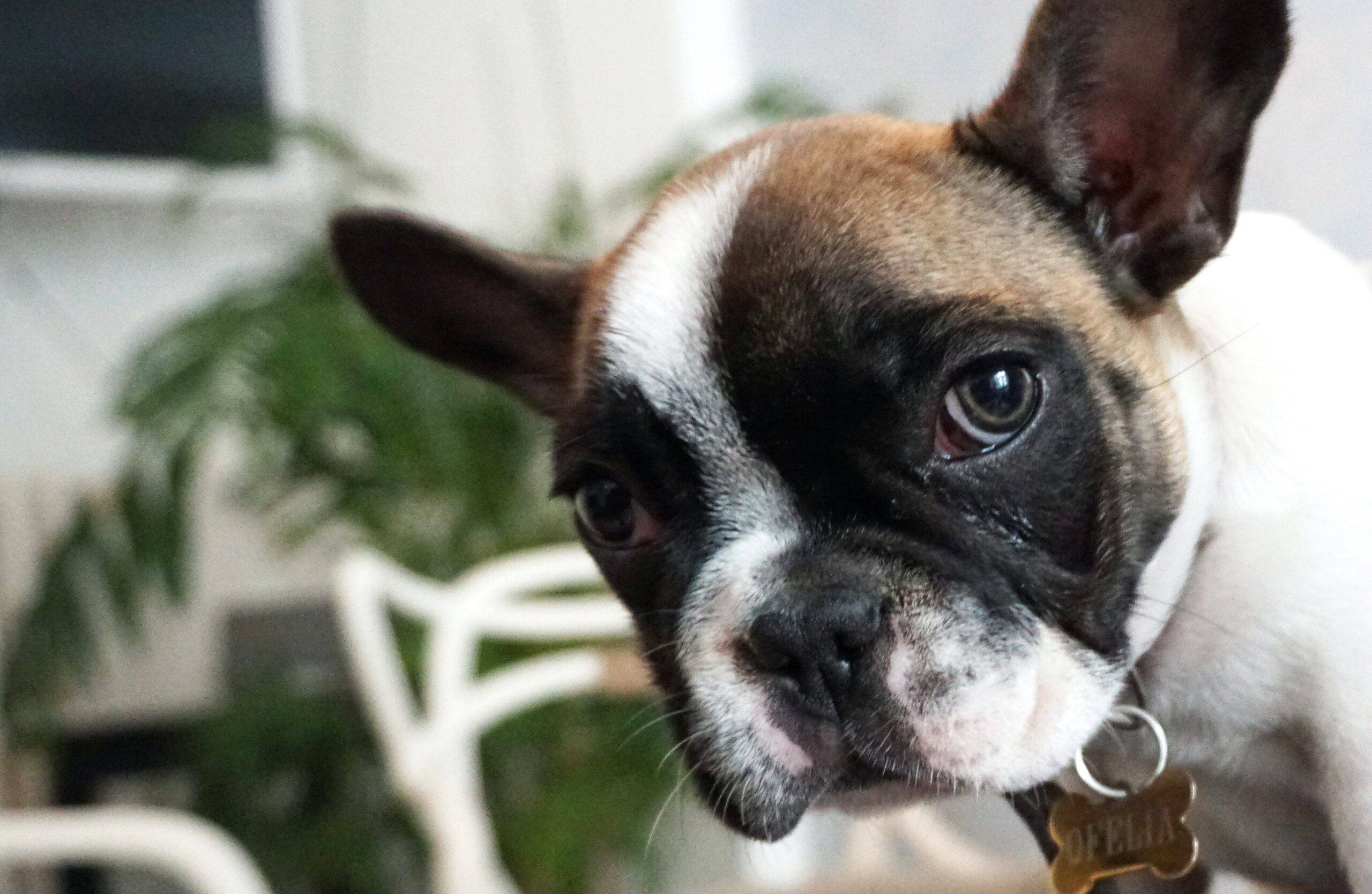 Why Do Animals Like Being Pet? - Christophe Garon